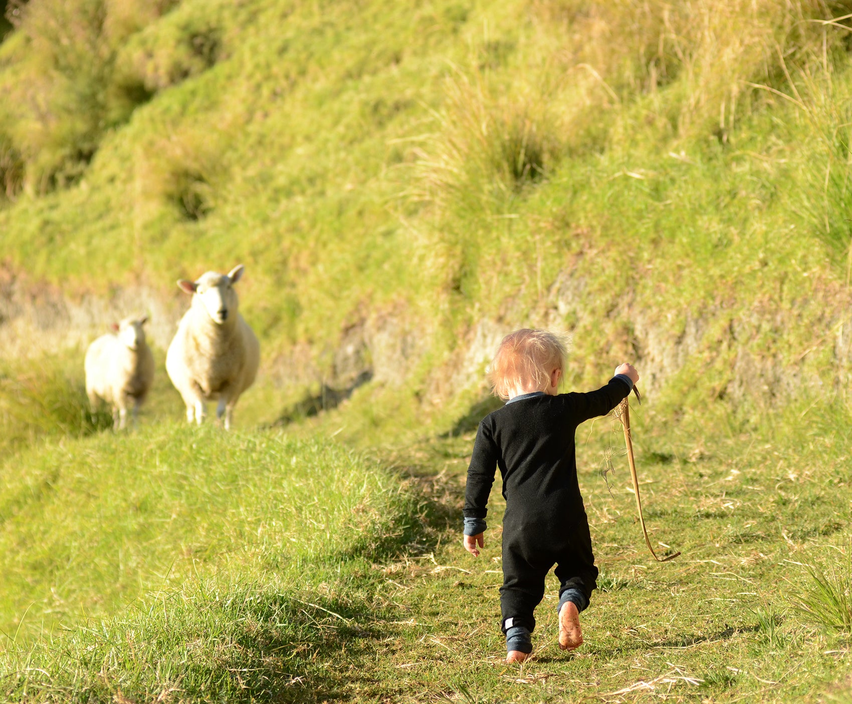 Our Story – Wee Woollies